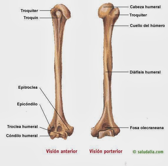 TEORICO DE MASAJE: Caracteristicas del Humero
