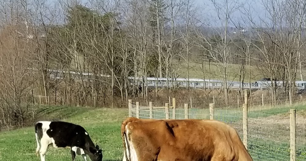 Confessions of a Crazed Cattlewoman: Bucking Baby Bull