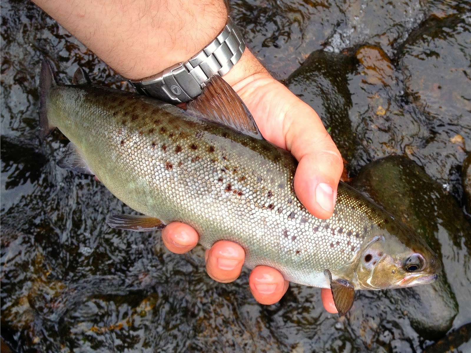 Atlantic Salmon Flies: Naugatuck River - September 21, 2013 - First ...