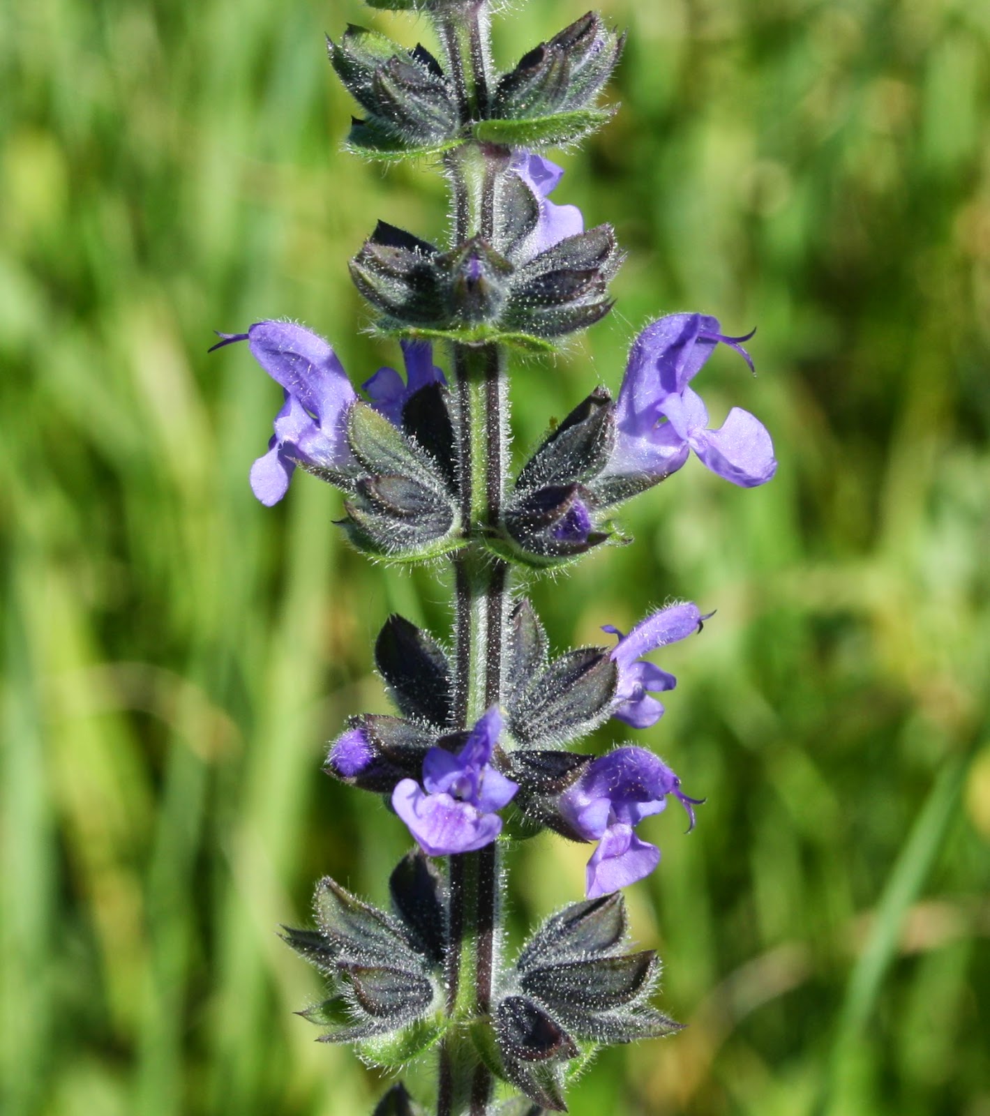 Plantas: Beleza e Diversidade: Salva-do-sul (Salvia sclareoides)
