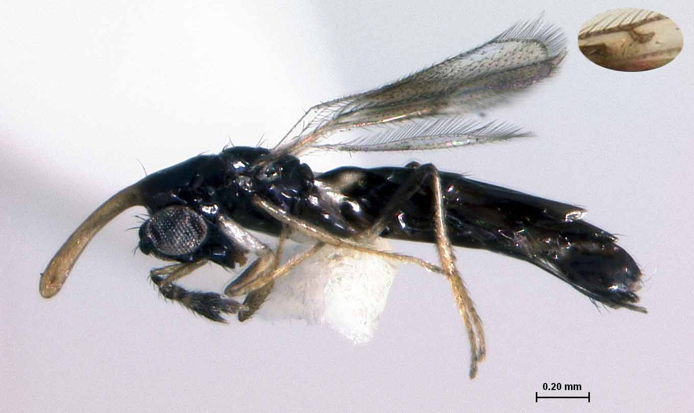 Catalogue of Organisms: The Pireninae