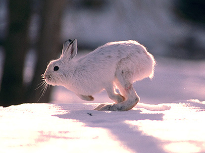 White Wolf : Why Rabbit has a short tail