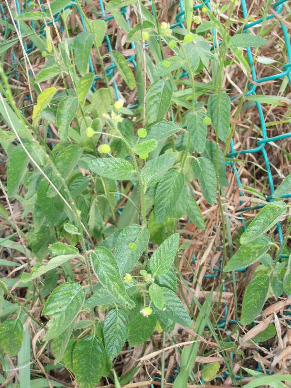Flying Fish Friends: Piriqueta racemosa - a new weed in Ubin