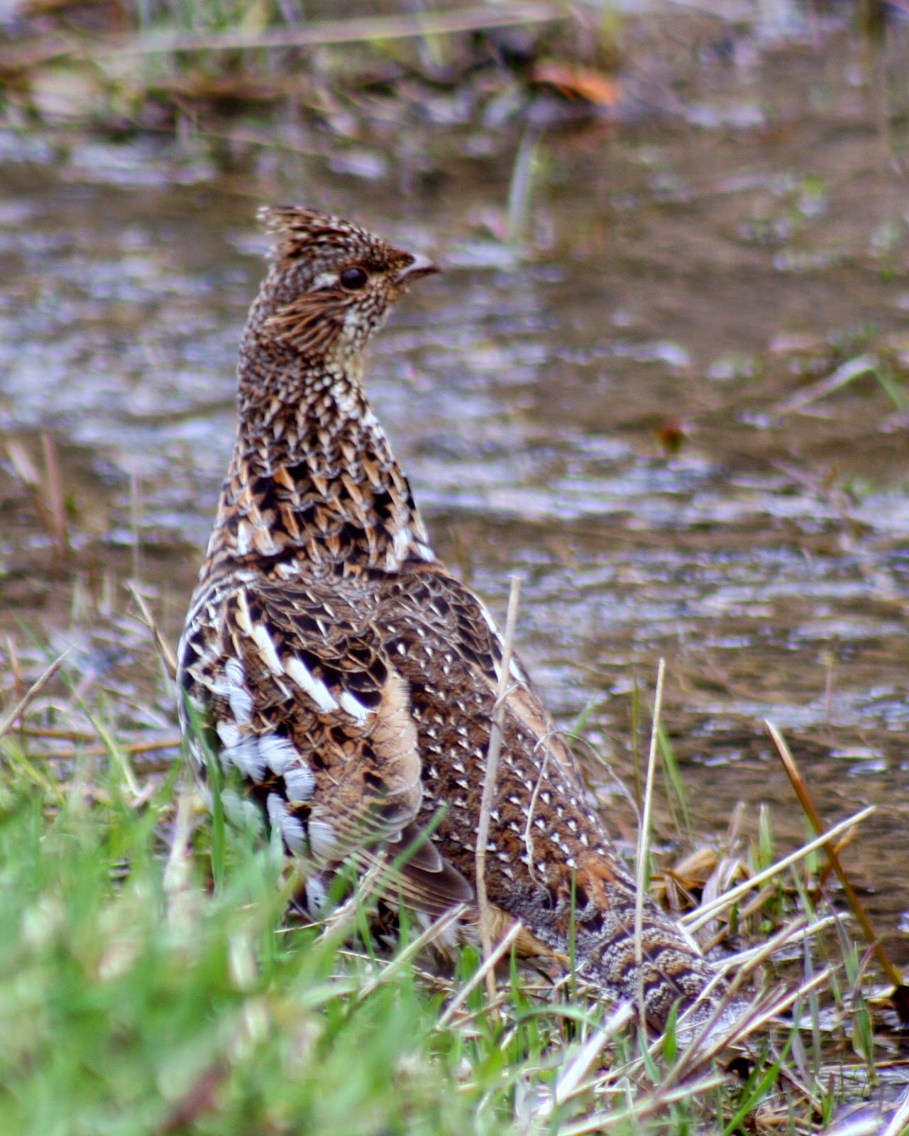 Northern Maine Adventures
