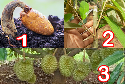 Langkah dan Cara Menanam Durian agar Cepat Berbuah - Liputan Kampung