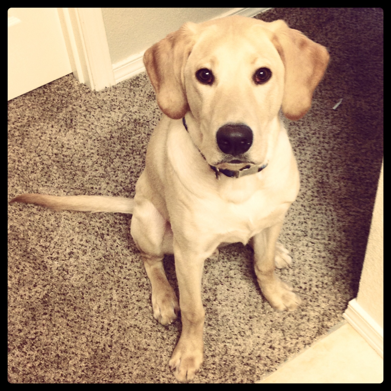 K and R Labradors: Owners and Companions