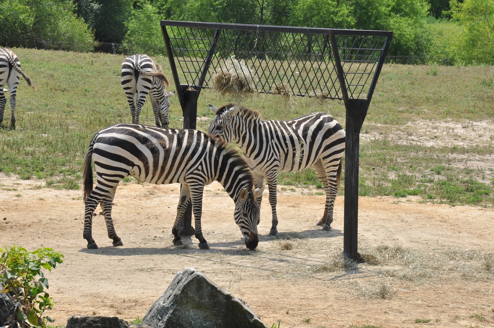Pretty Purplexing: Zebras at Camden County Zoo