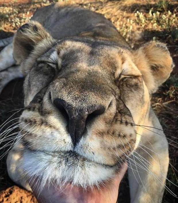 Funny animals of the week - 29 April 2016 (40 pics) | Amazing Creatures