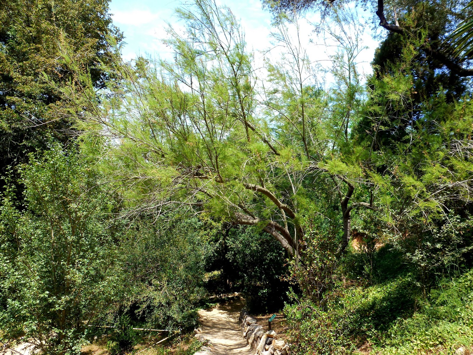 Árboles con alma: Tamarisco. Tamariu. (Tamarix gallica)