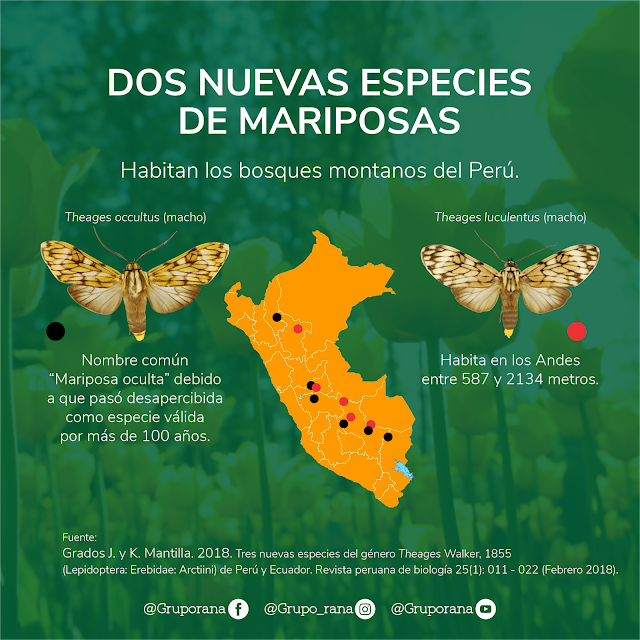 Nuestras infografías de insectos
