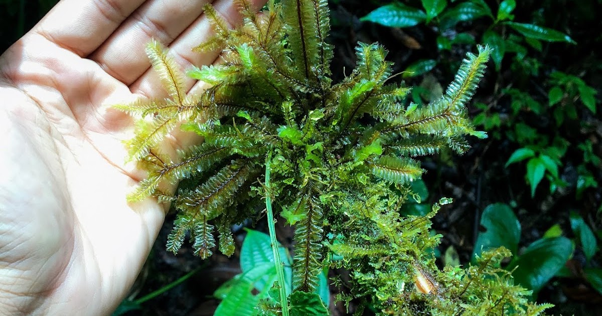 Exploring The Lower Half of Tatama