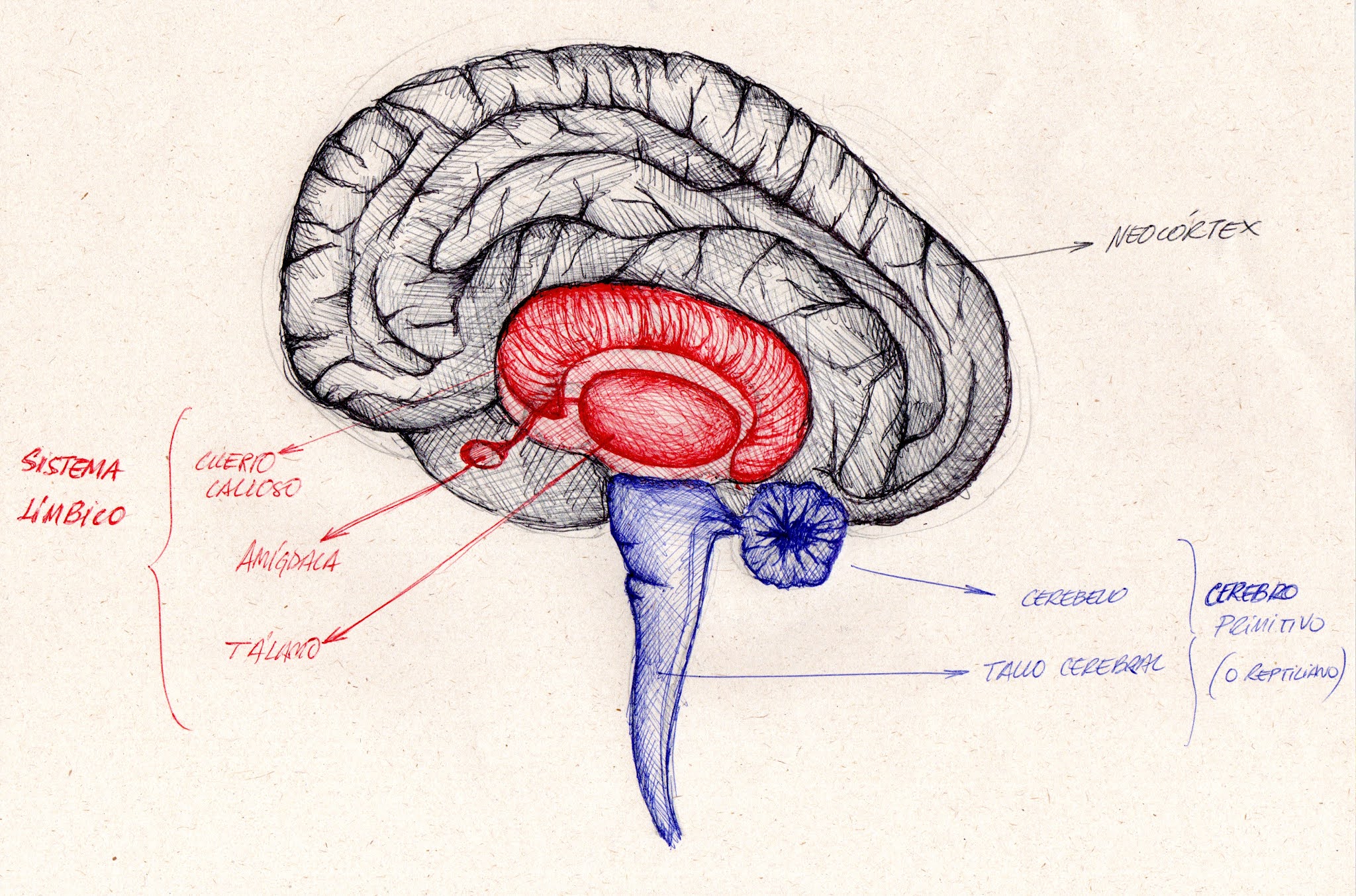 CLASE 4: Comprendiendo las bases cerebrales de las emociones