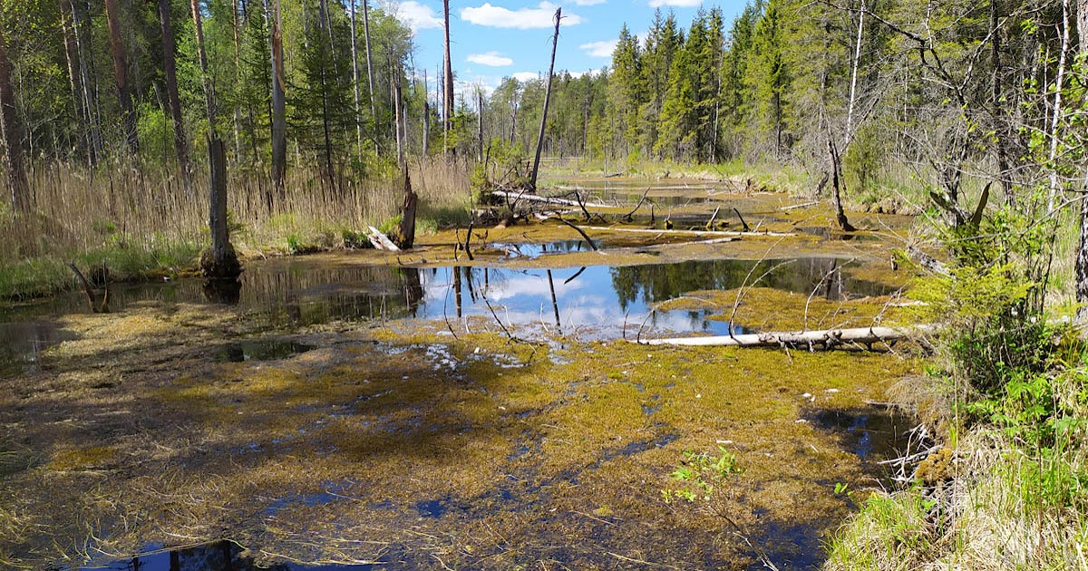 Päevik: Ring ümber Endla raba