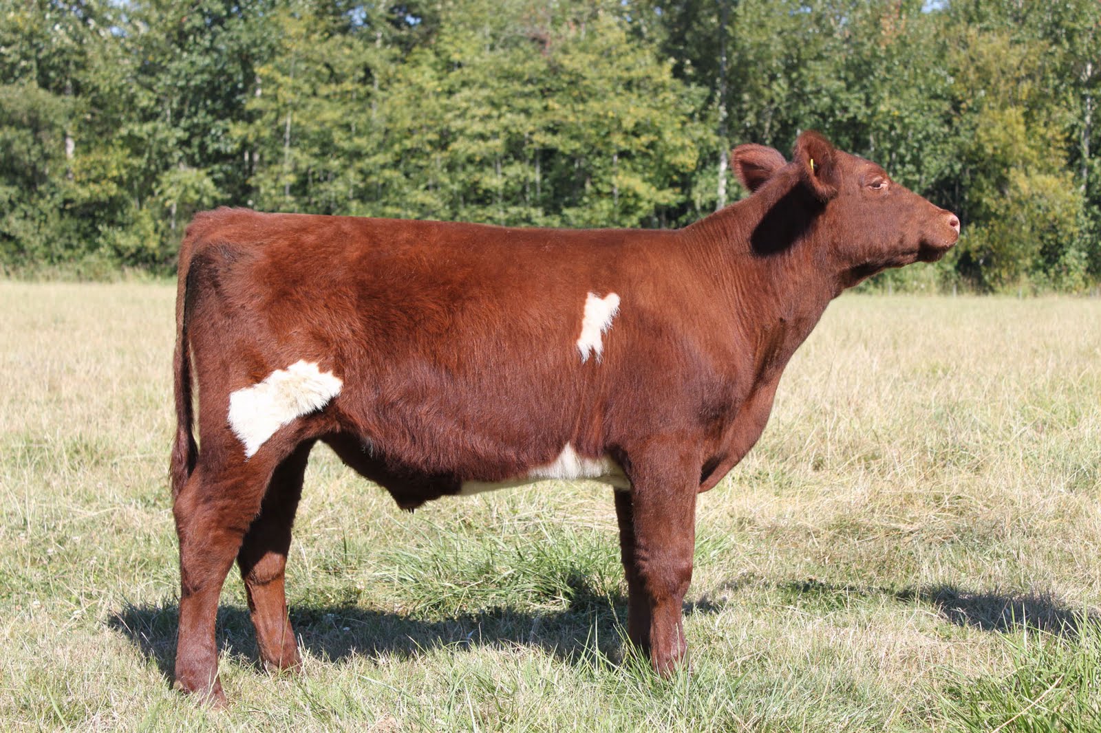 The Fall Prospect Showcase 2011: Steer Catalog Sale Order