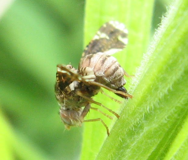 Tangled Web: Goldenrod Gall Fly (Eurosta solidaginis)