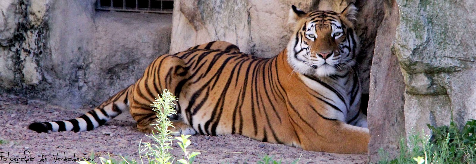 Fotografia de Verdade: Parque Temaikèn