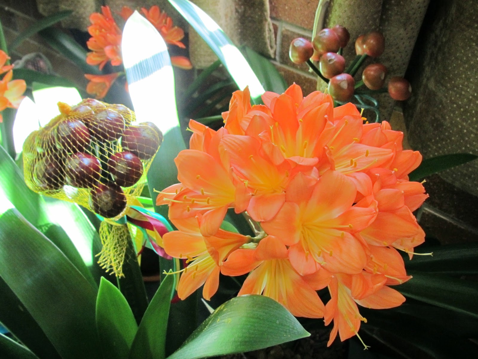 Tropical Farms Nursery: Clivia show 1