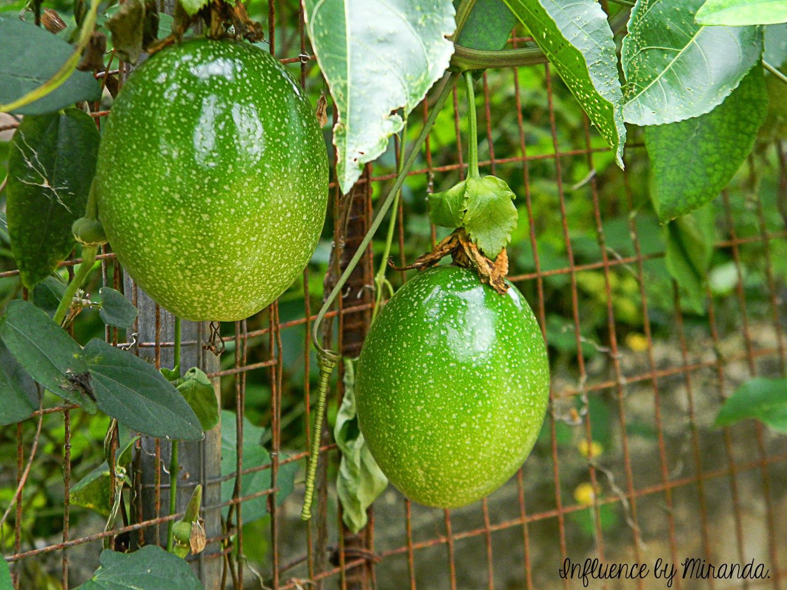 Influence by Miranda: Siembra, Cosecha y Come Saludable