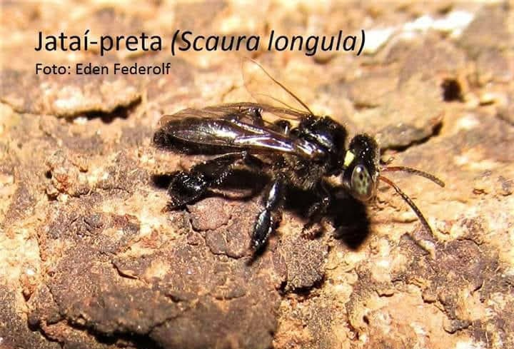 Bem vindo ao abelheira.com.br | Abelhas sem ferrão: Aprenda a ...