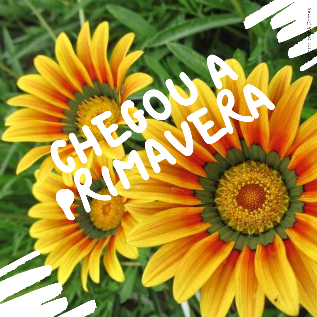 Blog Capoeiras: É primavera