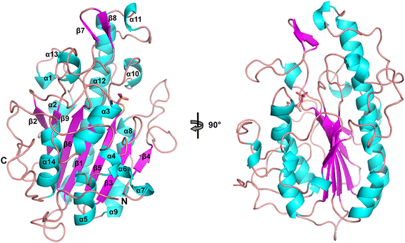 MCR gene variants