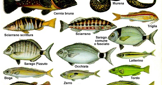 Foto Pesci Mediterraneo