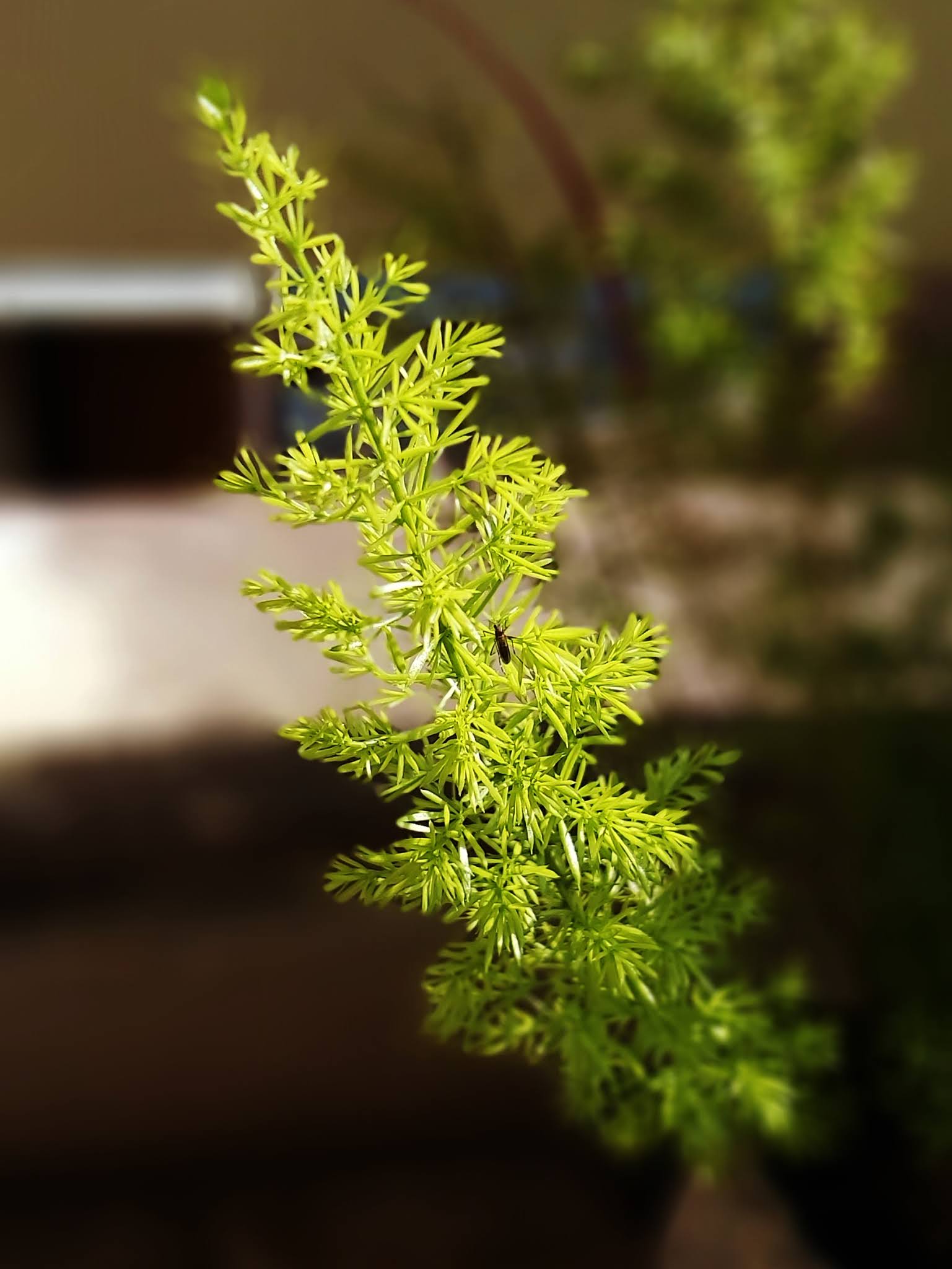 Jaipur Garden: How to grow ferns in hot weather conditions