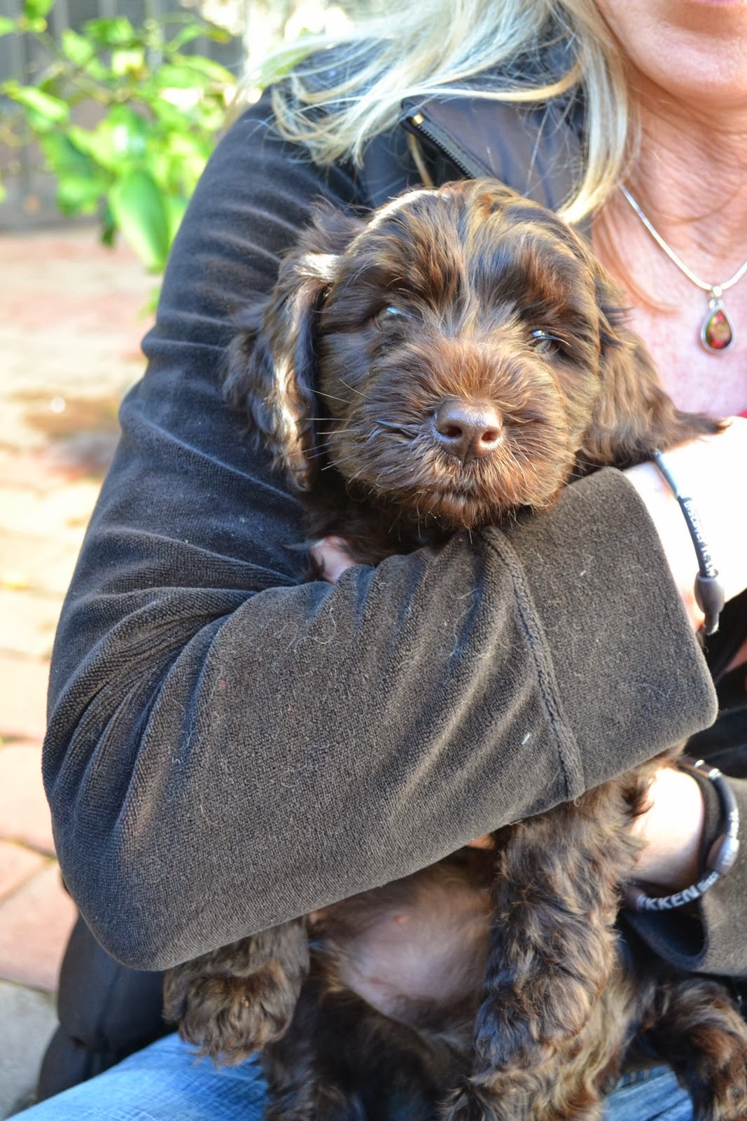 Golden Gate Labradoodles: Authentic Australian Labradoodles: "Just ...