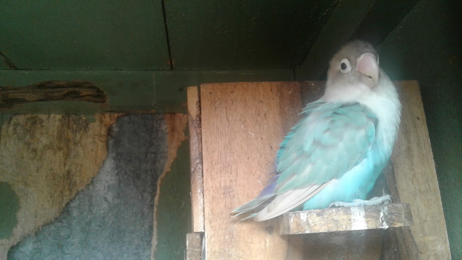 6 Karakter Burung Lovebird yang Harus Peternak Pahami - LOVEBIRD MANIA
