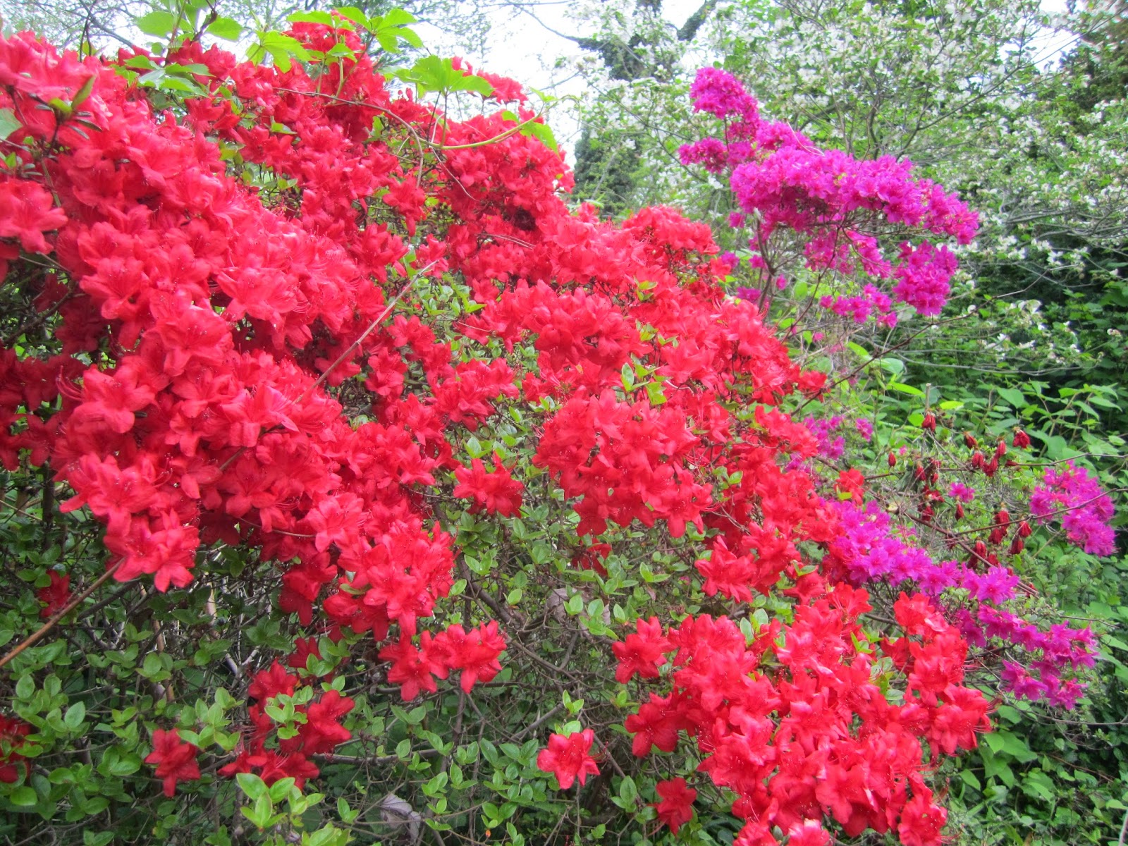 Jarvis House: Pretty in Pink Spring Flowering Shrubs 2014 in the Jarvis ...