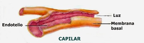 Estructura y función de los vasos sanguíneos