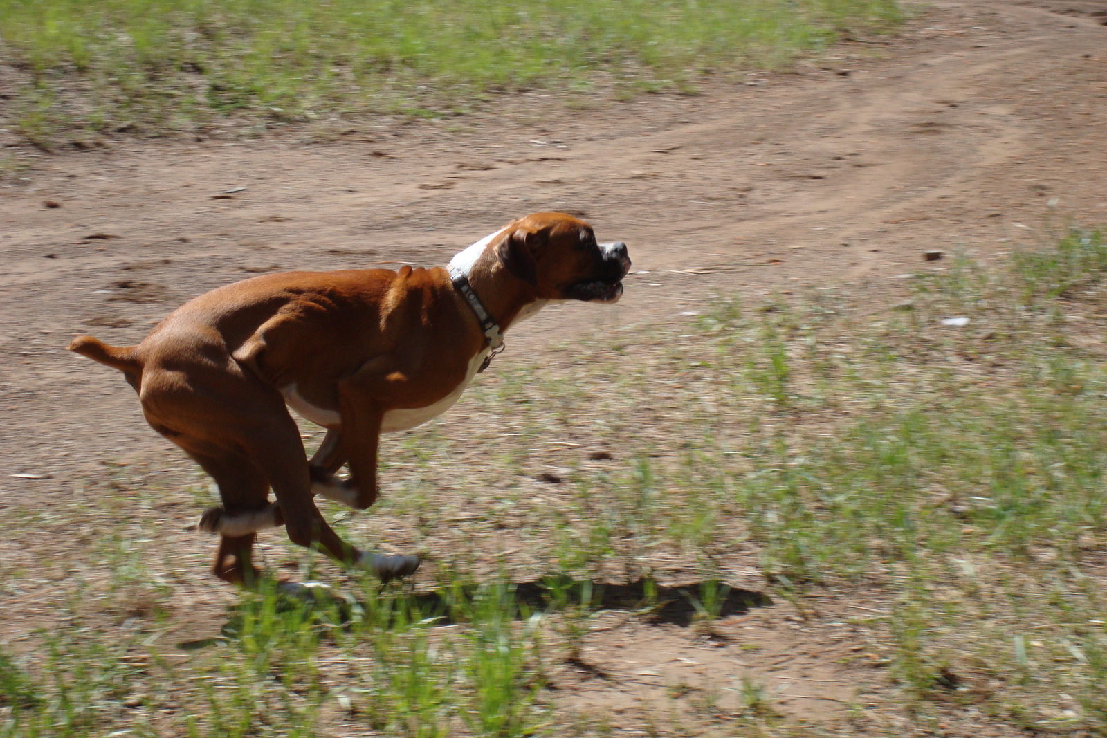 3 Dog Blog--A Boxer Adventure: Boxer Agility Update:
