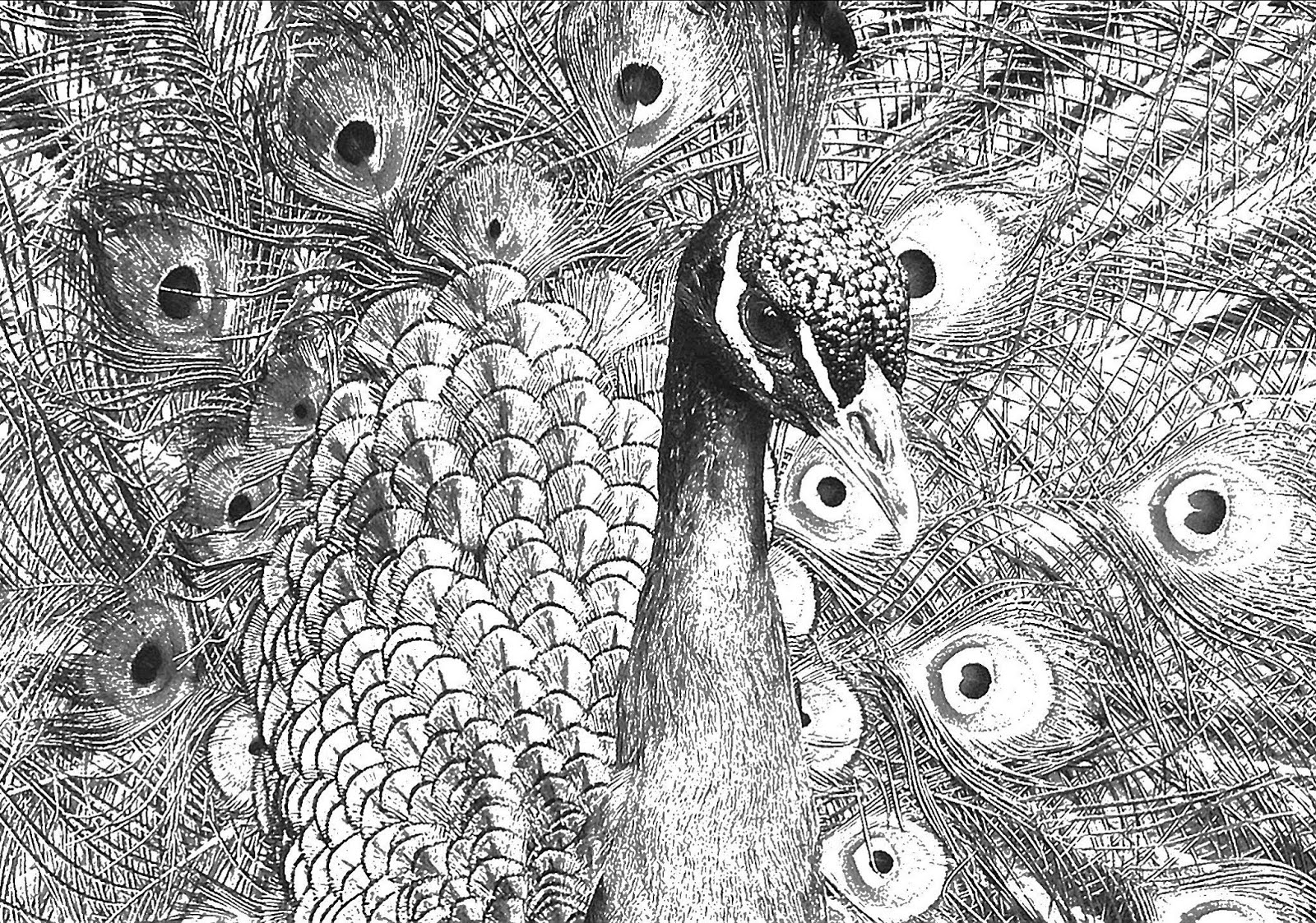 The Wheel Of Learning: 28. Aesop's Fables - The Peacock and the Juno