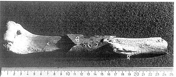 Crow Radio and Plasma Science: Humerus Varnhemiensis