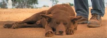 What Happened To John Grant In Red Dog