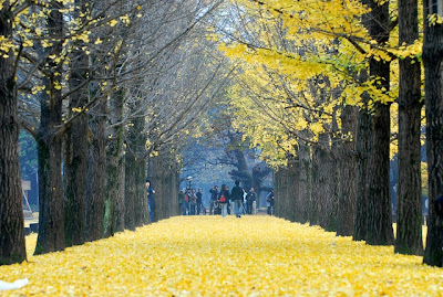 Official Blog Koresia.COM: Nami Island, Pulaunya Winter Sonata
