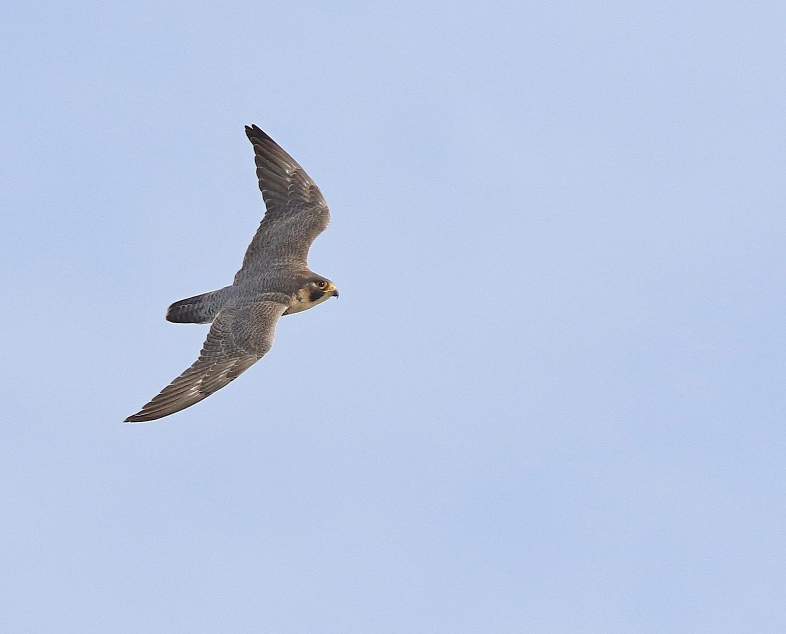 rapaces diurnas de cataluña: 14-12-2019 Halcón peregrino cazando
