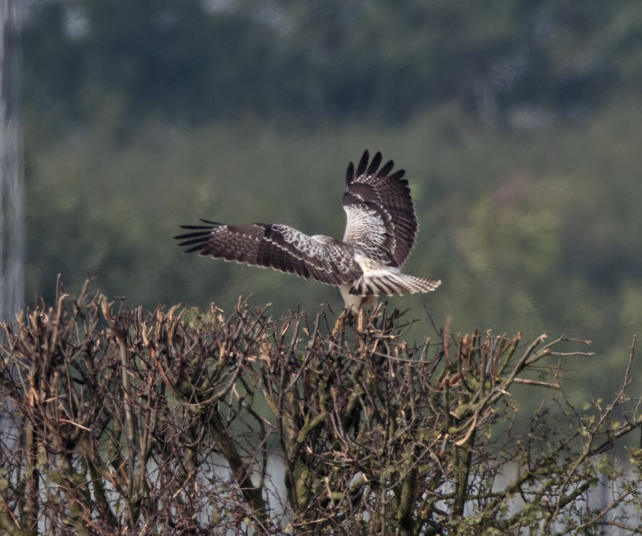 pewit: Pale juvenile Common Buzzard