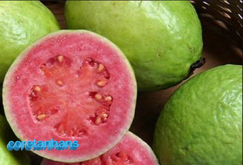 Pengenalan Jambu Biji? Jenis-Jenis Jambu Biji??? (Psidium Guajava ...