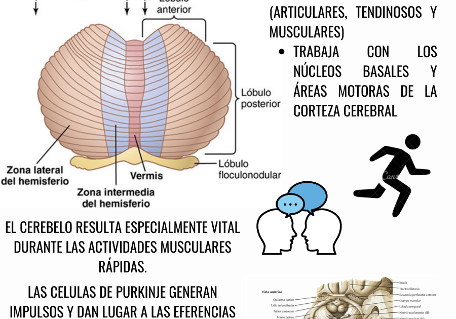 CEREBELO Y ROMBOENCÉFALO