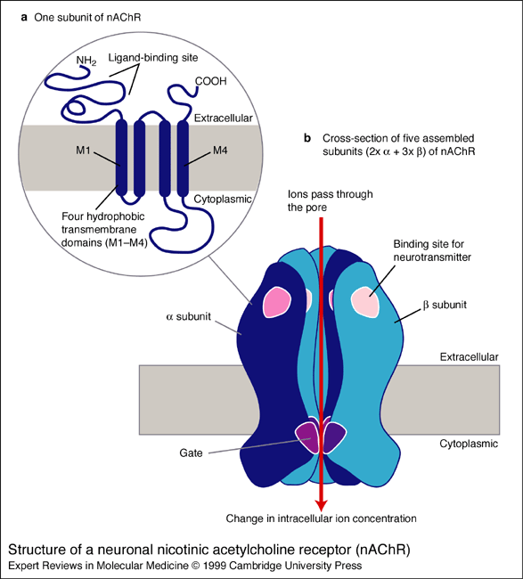 Blood, Heart and Circulation