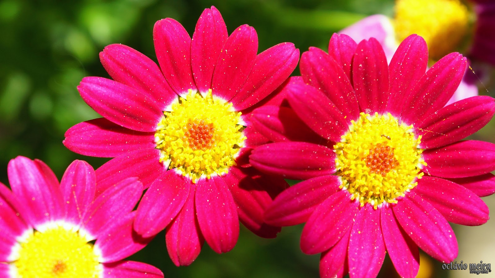 Esposende Imagens: | Flores da Primavera ... |