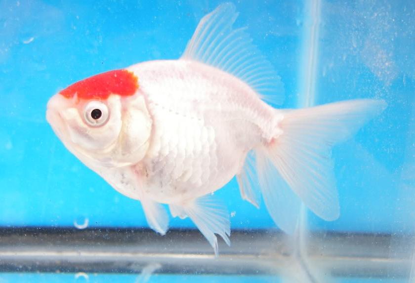 Marine Life: Tancho Single Tail Goldfish