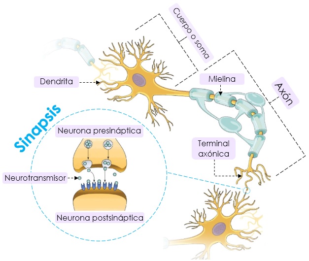 ESTRUCTURA Y FUNCIÓN DE LAS NEURONAS