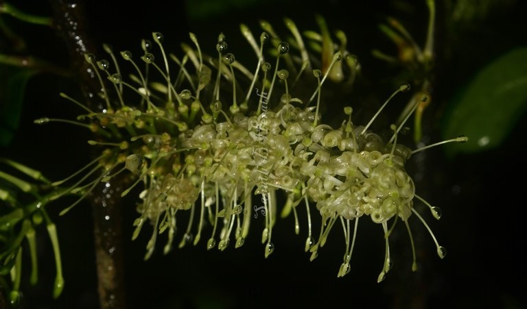 Helicia ceylanica Gardner