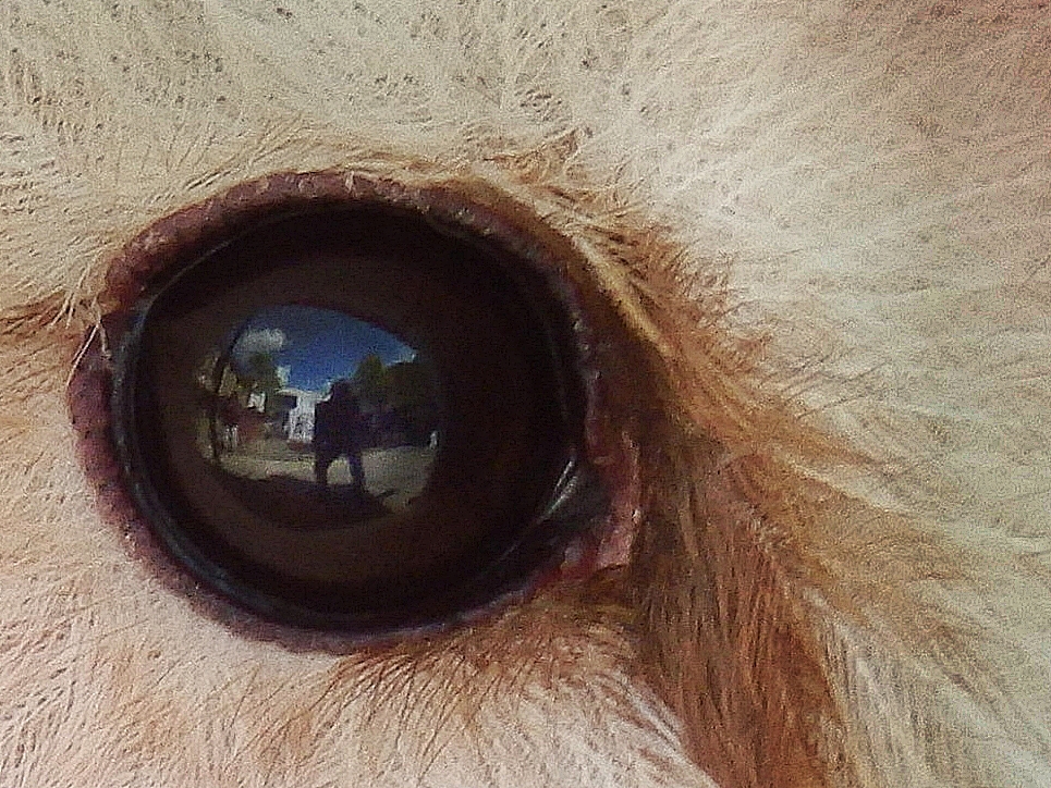 Mike's Cornwall: The Owl Sanctuary and Reflections Of An Owl's Eye