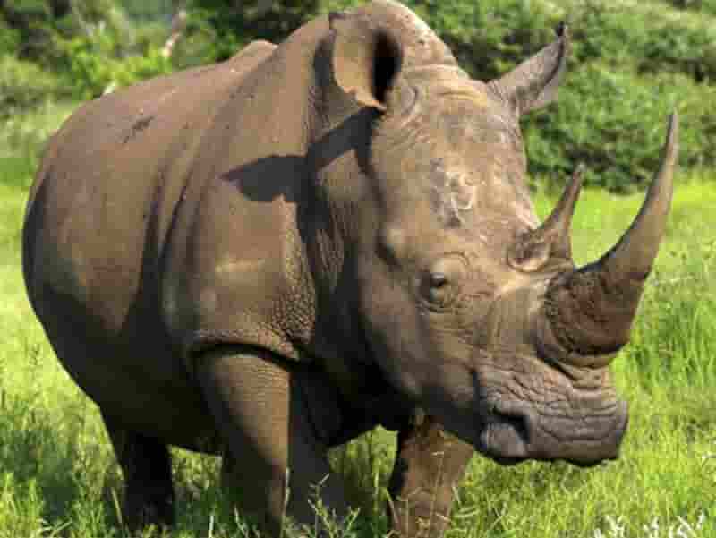 Perburuan Cula Badak