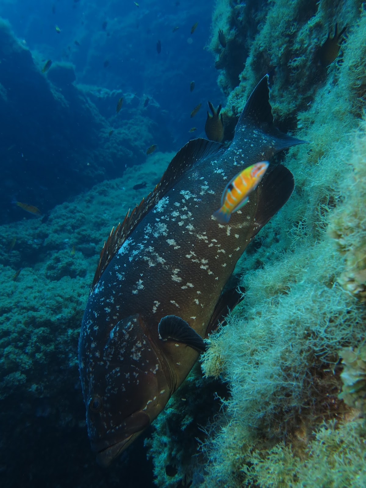Mergulho nos ilhéus das formigas, Julho 2017