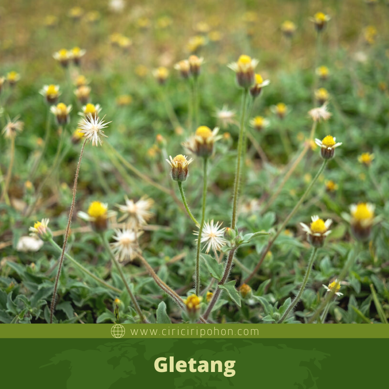 60+ Pohon Gulma atau Rumput Liar (Lengkap dengan Nama dan Gambar ...