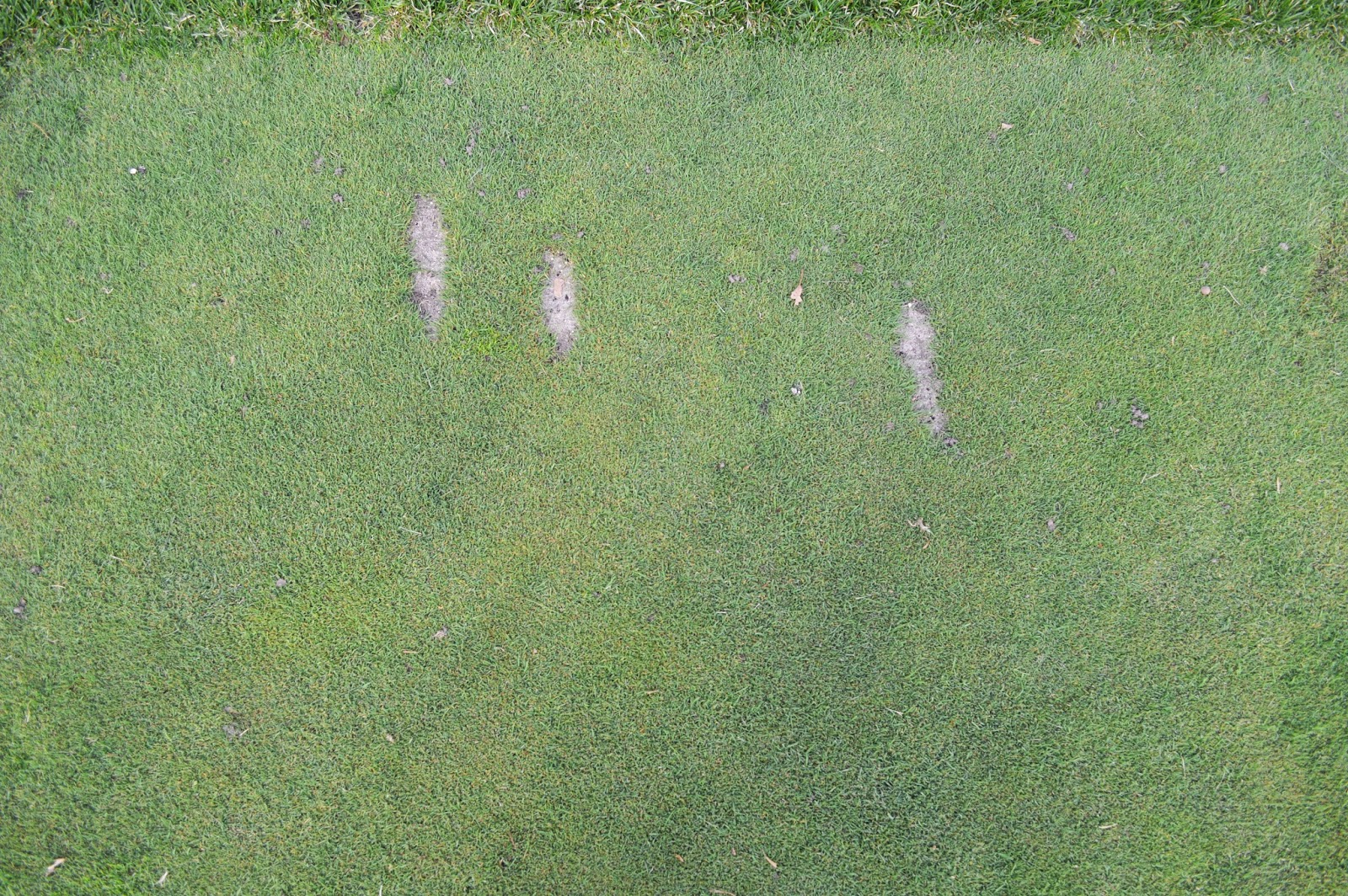 Divots and Divot Recovery | Naperville Country Club Green Department